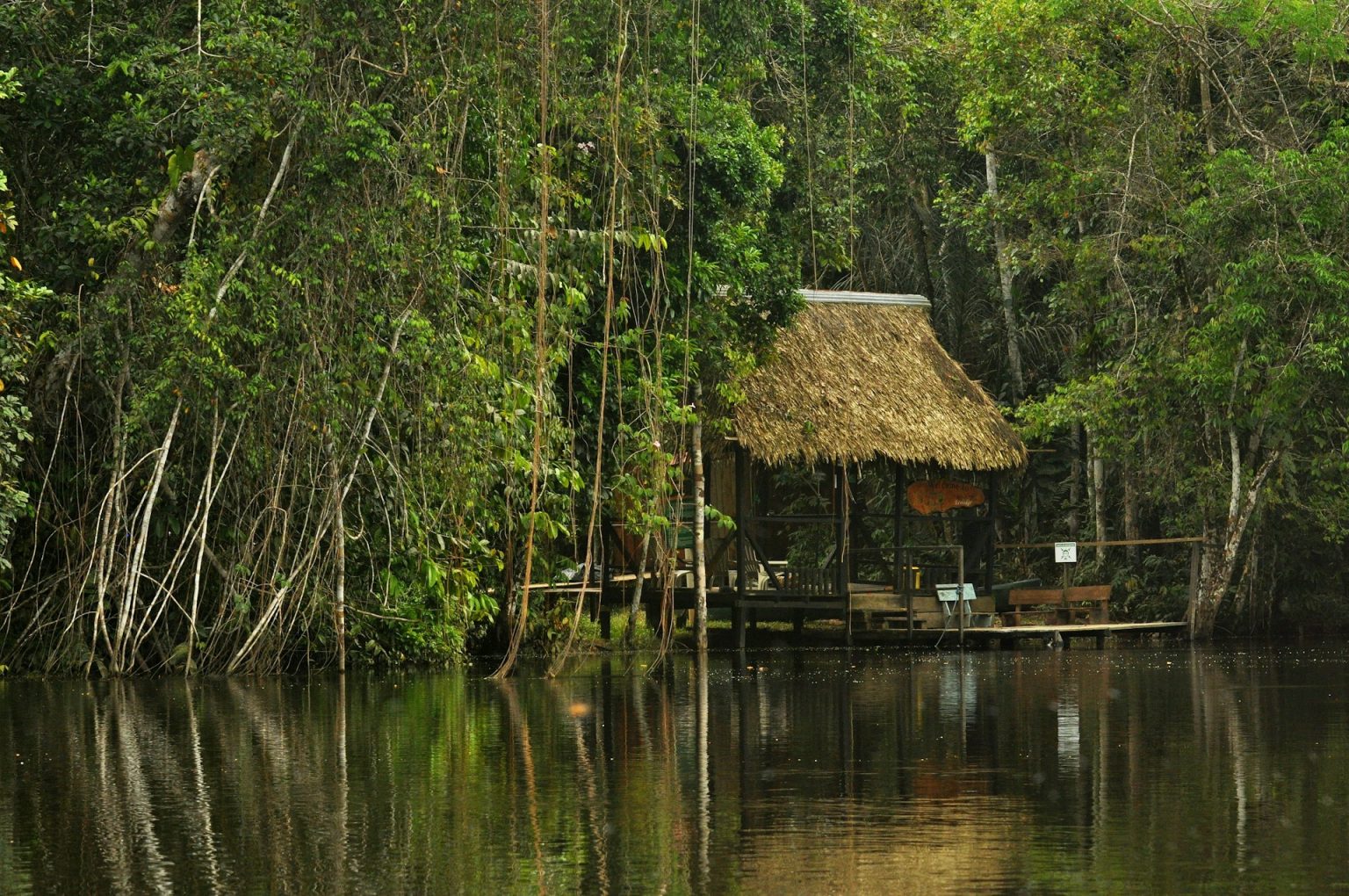 Descubrir la Amazonia ecuatoriana, y su rica fauna y flora, en su ...